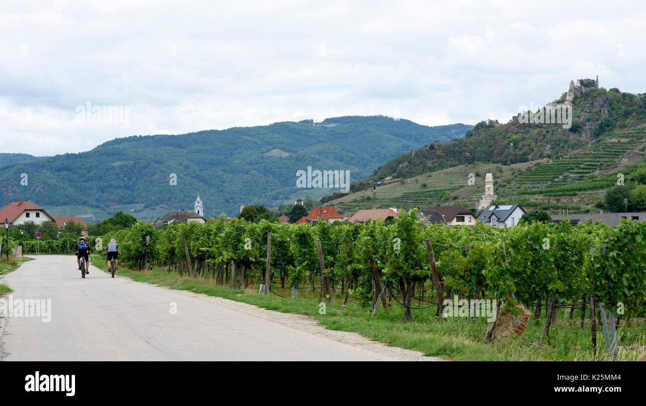 Cyclists ride past vineyards near Dürnstein, with Dürnstein castle on upper right on the Danube ...