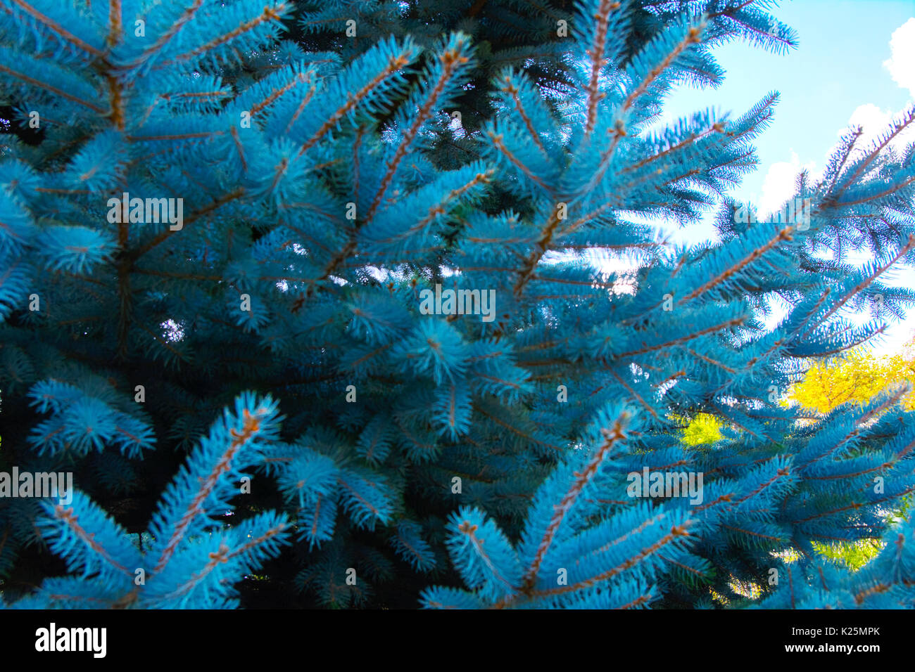 A blue fir near the Holy Ilyinsky temple in the dead radioactive zone ...