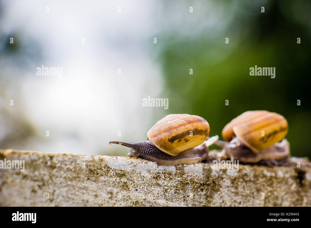 Snaile on the Concrete wall in macro close-up blurred background Stock ...