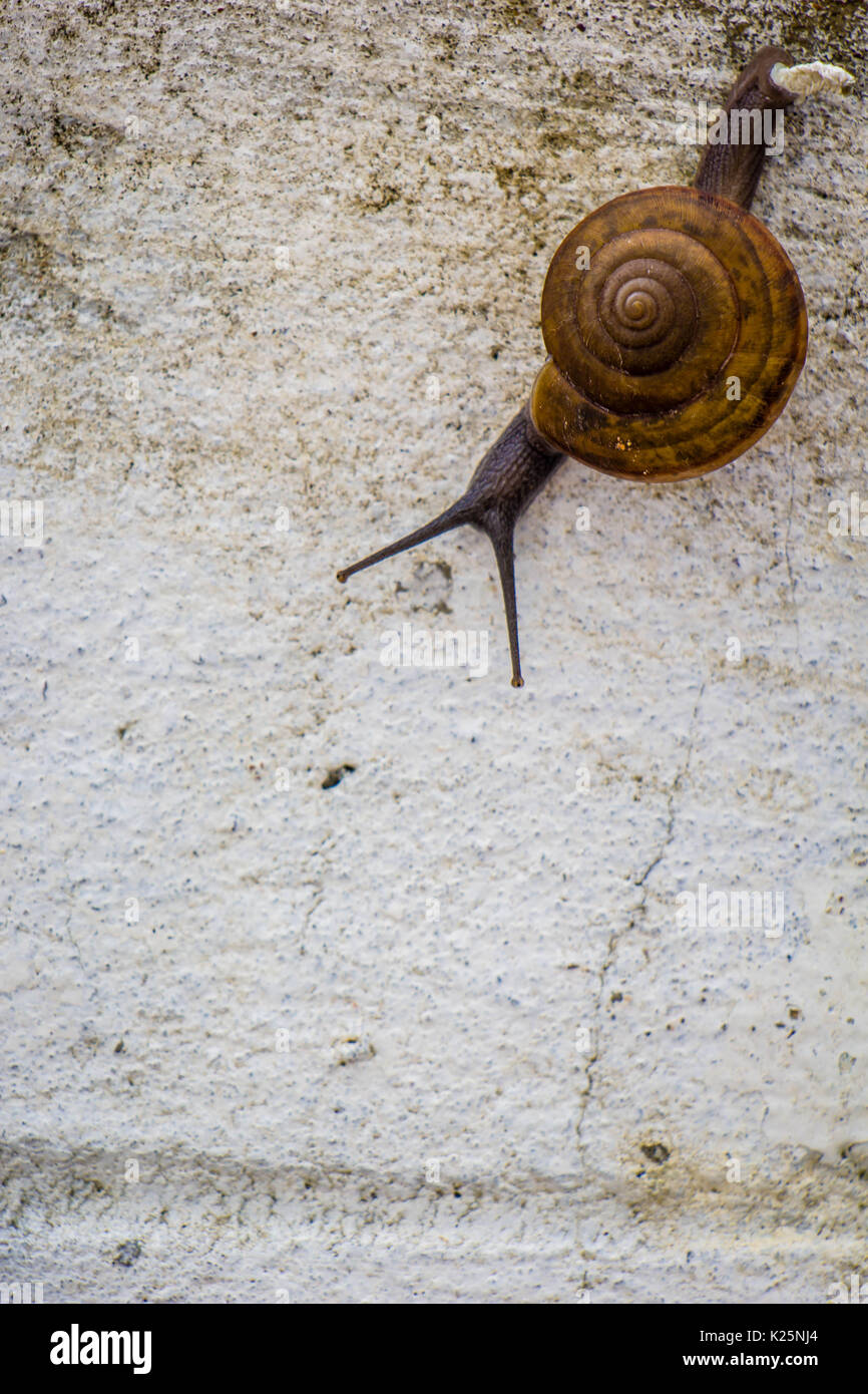 Snaile on the Concrete wall in macro close-up blurred background Stock ...