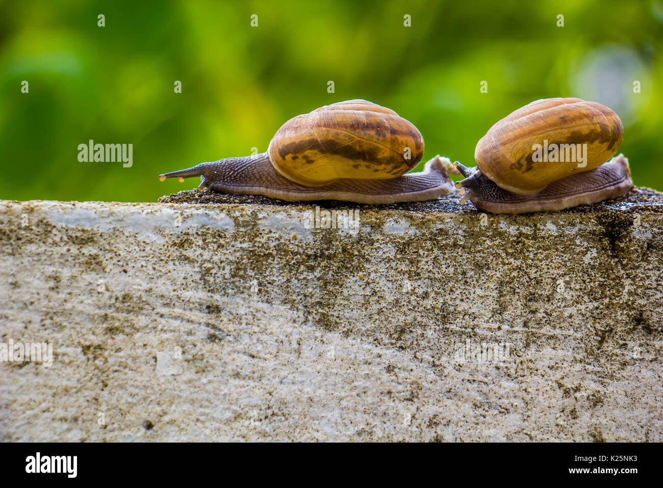 Snaile on the Concrete wall in macro close-up blurred background Stock ...