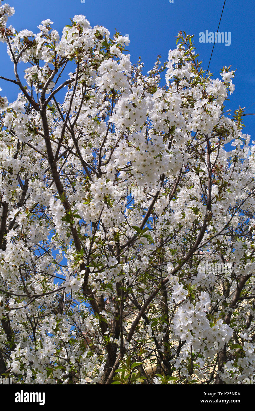 Flowering cherry tree Stock Photo - Alamy