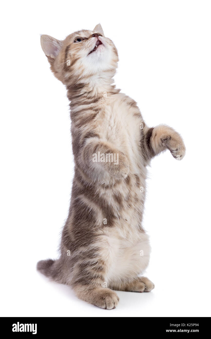 Funny cat standing isolated on white Stock Photo - Alamy