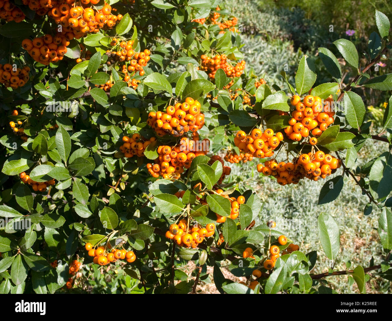 Pyracantha berry bush Stock Photo - Alamy