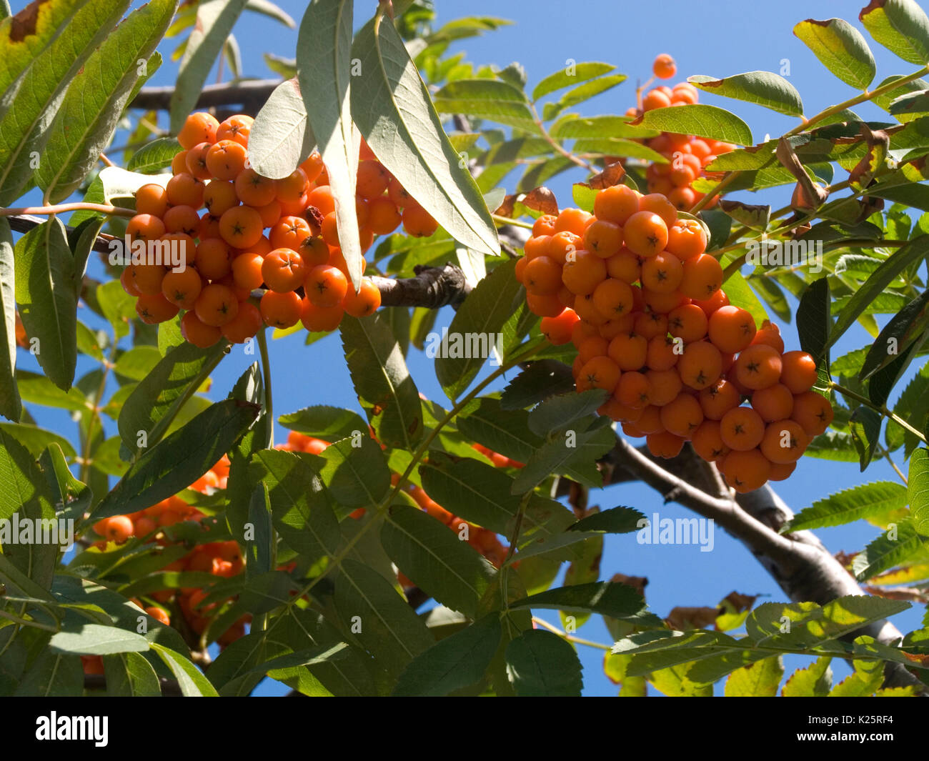 Fruits of wild ash Stock Photo - Alamy