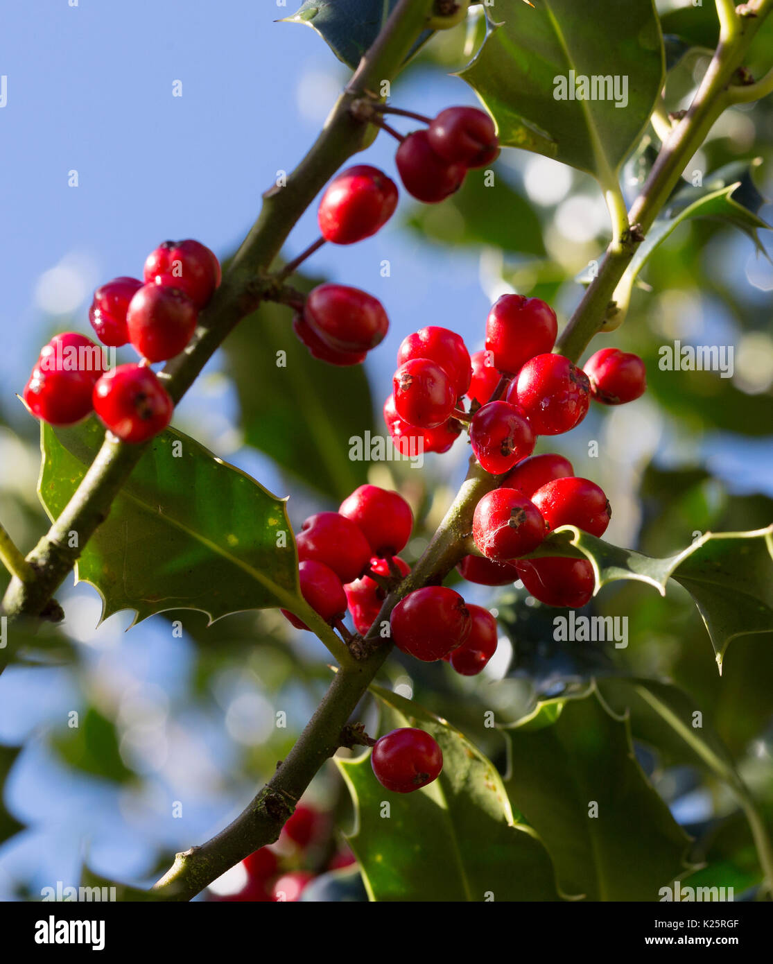 Common holly hi-res stock photography and images - Alamy
