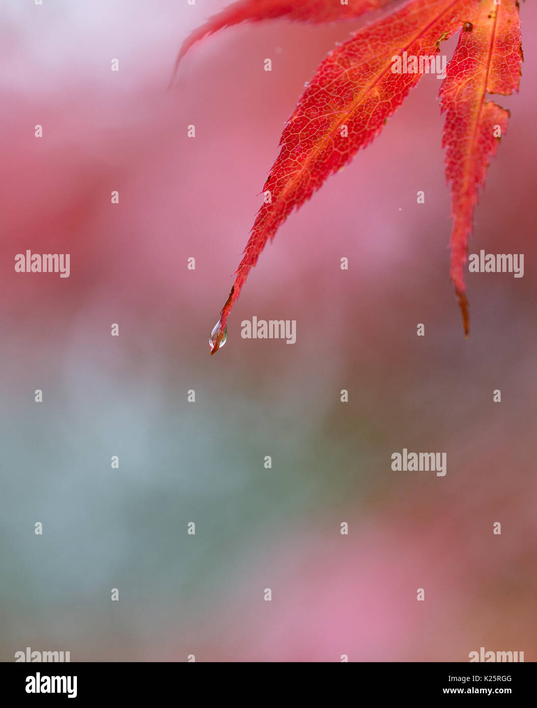 Acer palmatum atropurpureum hi-res stock photography and images - Alamy