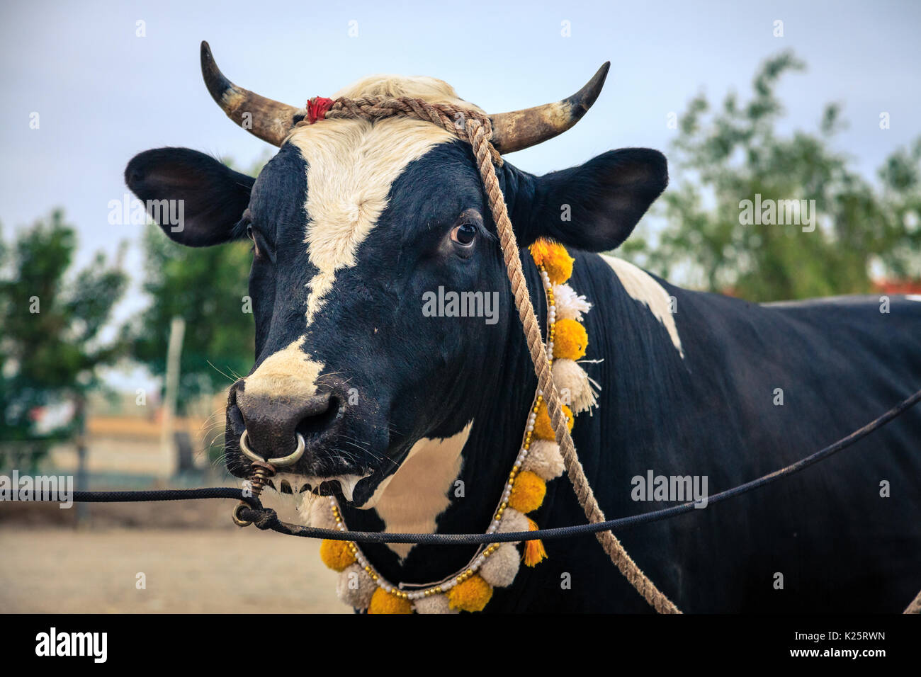 Bull arab hi-res stock photography and images - Alamy