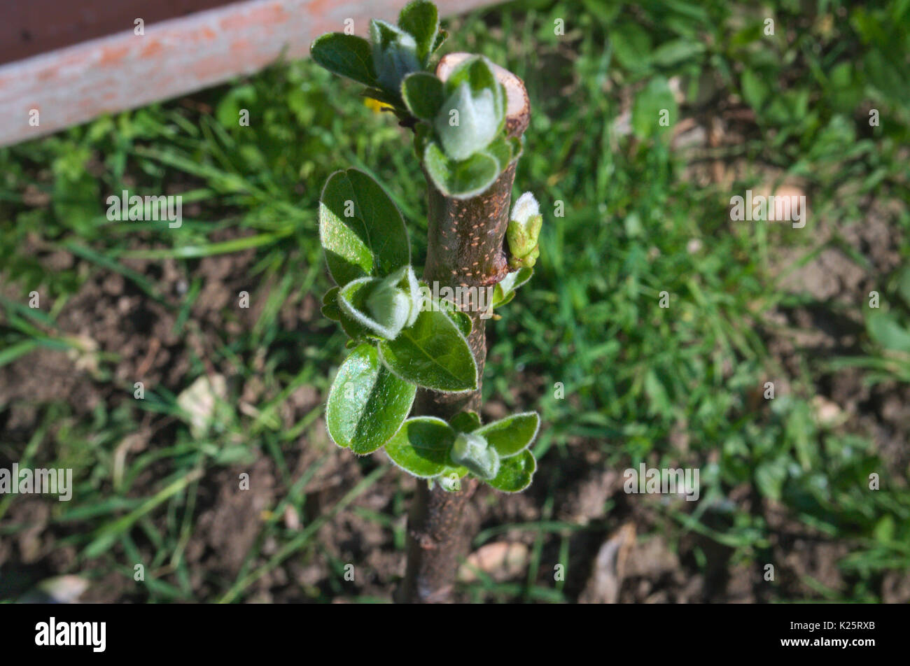 Seedling spring hi-res stock photography and images - Alamy