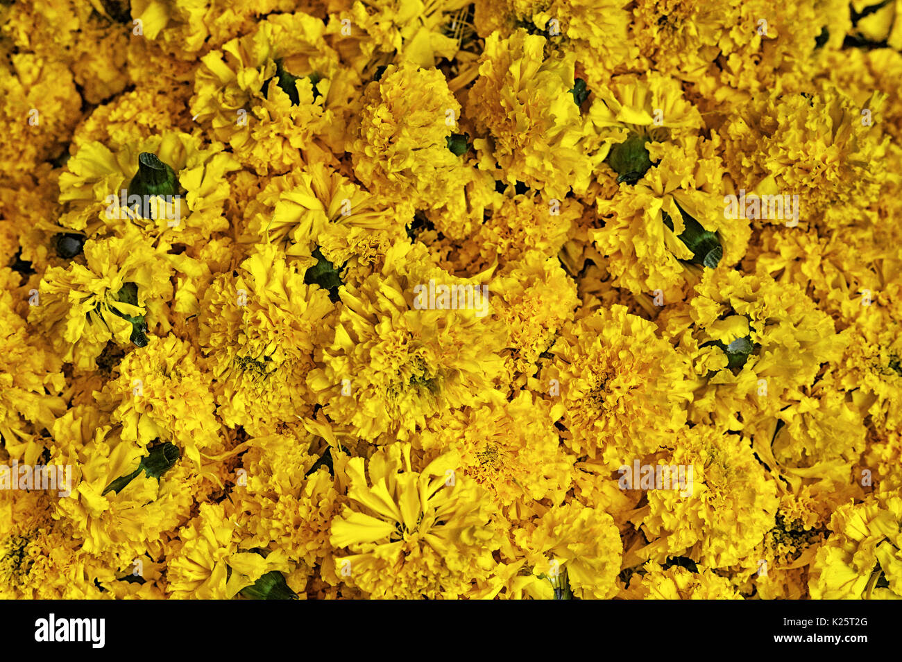 Beautiful bright yellow flowers hi-res stock photography and images - Alamy