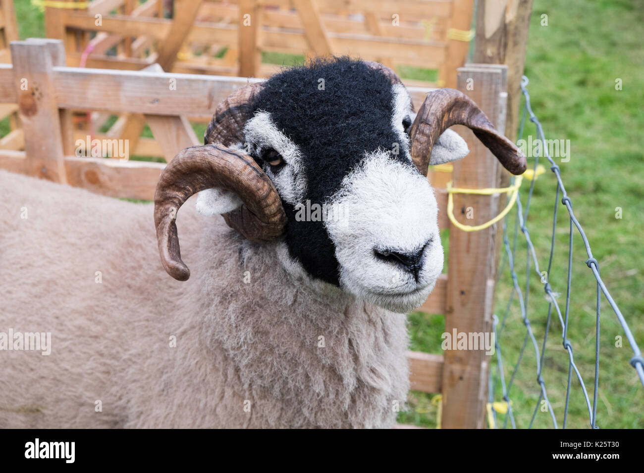 Country show lake district hi-res stock photography and images - Alamy