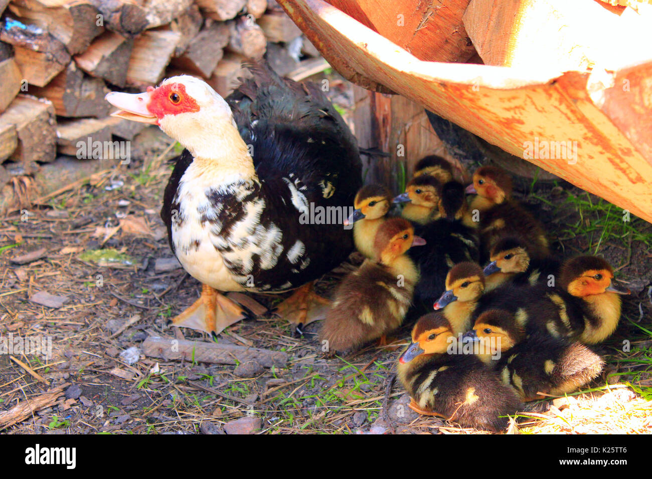 Muscovy duck feeding hi-res stock photography and images - Alamy