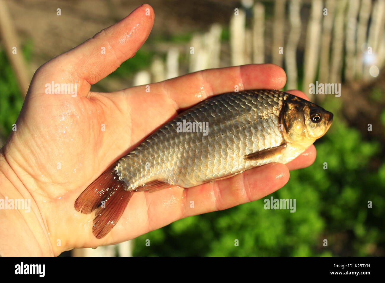 caught Prussian carp on the human hand Stock Photo - Alamy