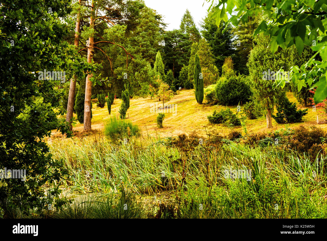 Wonderful autumn colours in a Bedgebury park near Tunbridge Wells in ...