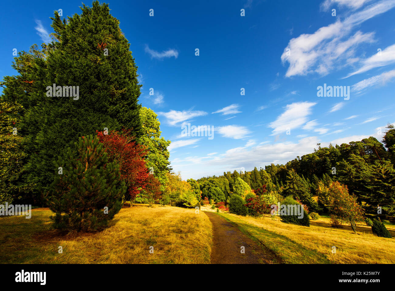 Wonderful autumn colours in a Bedgebury park near Tunbridge Wells in ...