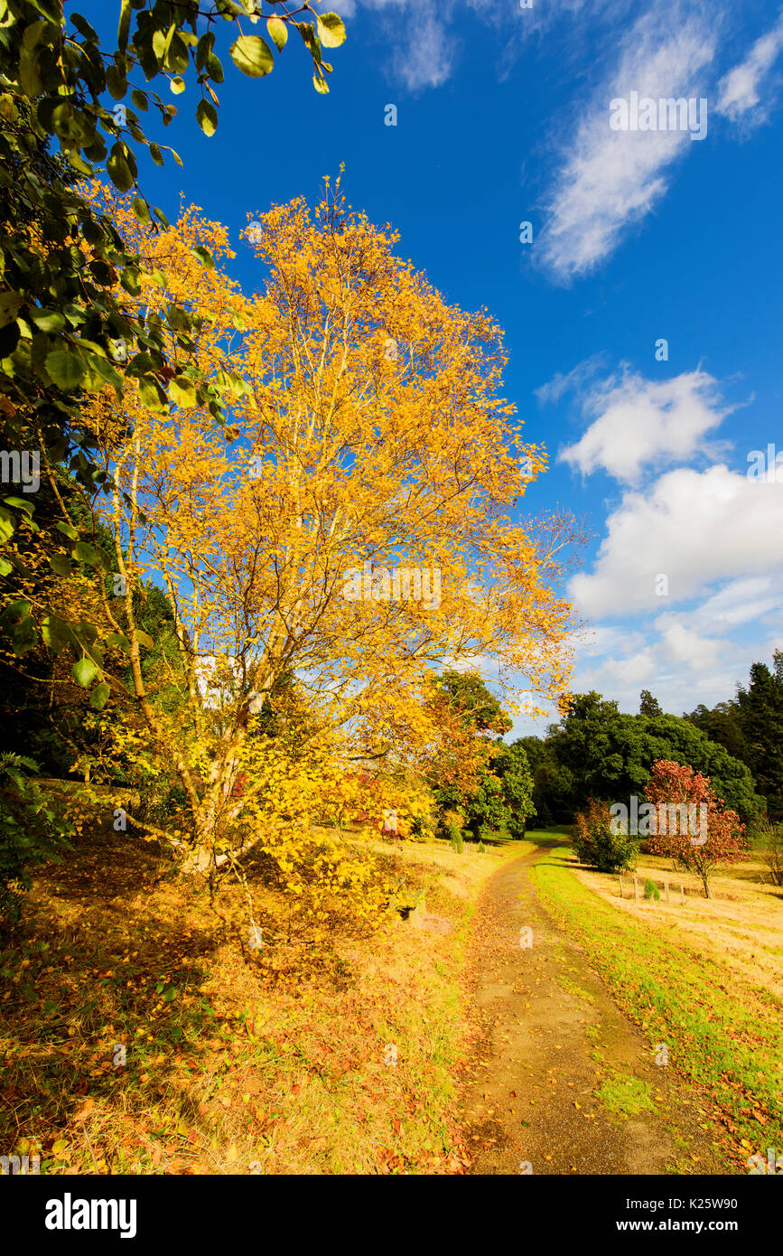 Wonderful autumn colours in a Bedgebury park near Tunbridge Wells in ...
