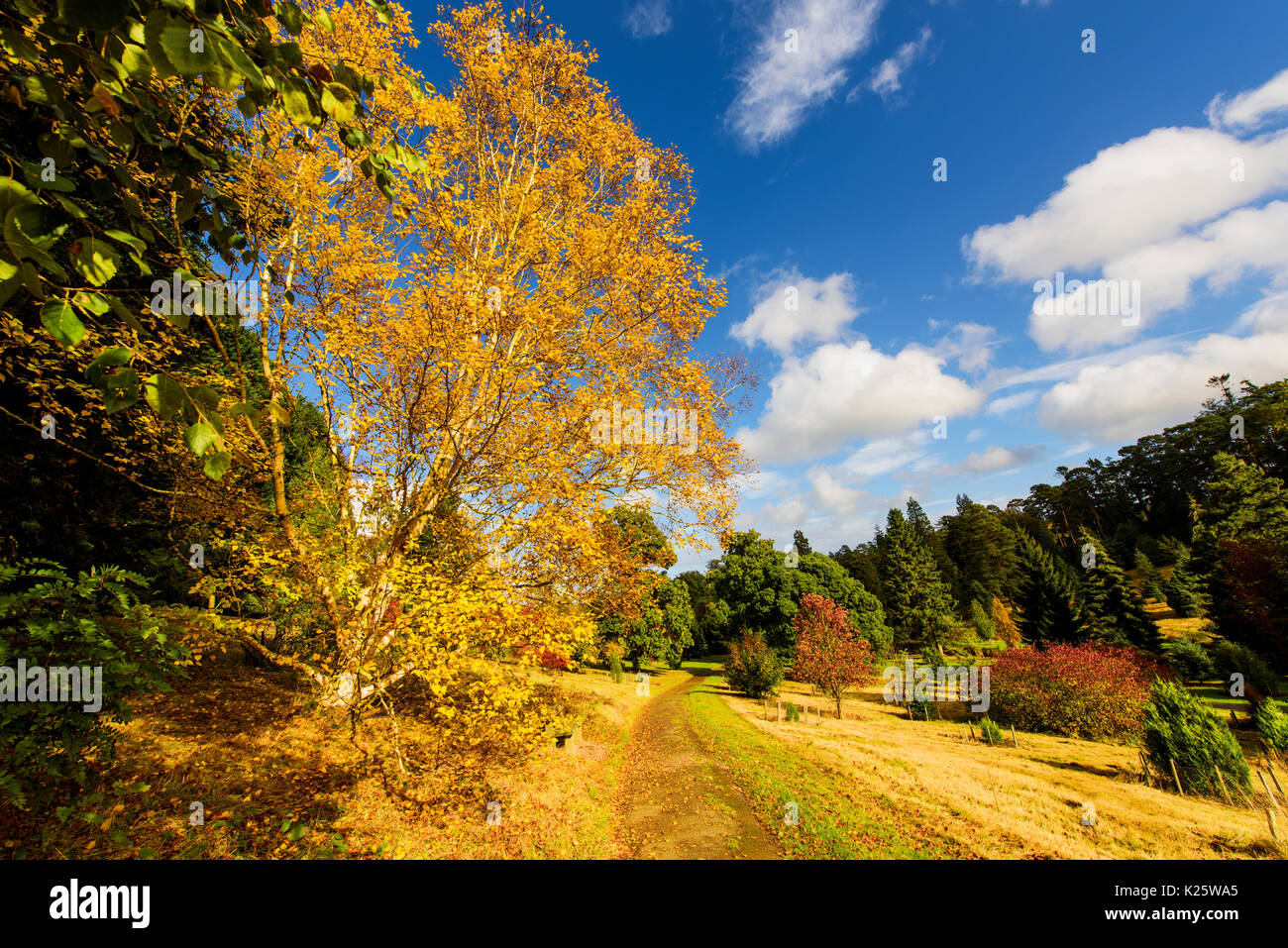 Wonderful autumn colours in a Bedgebury park near Tunbridge Wells in ...