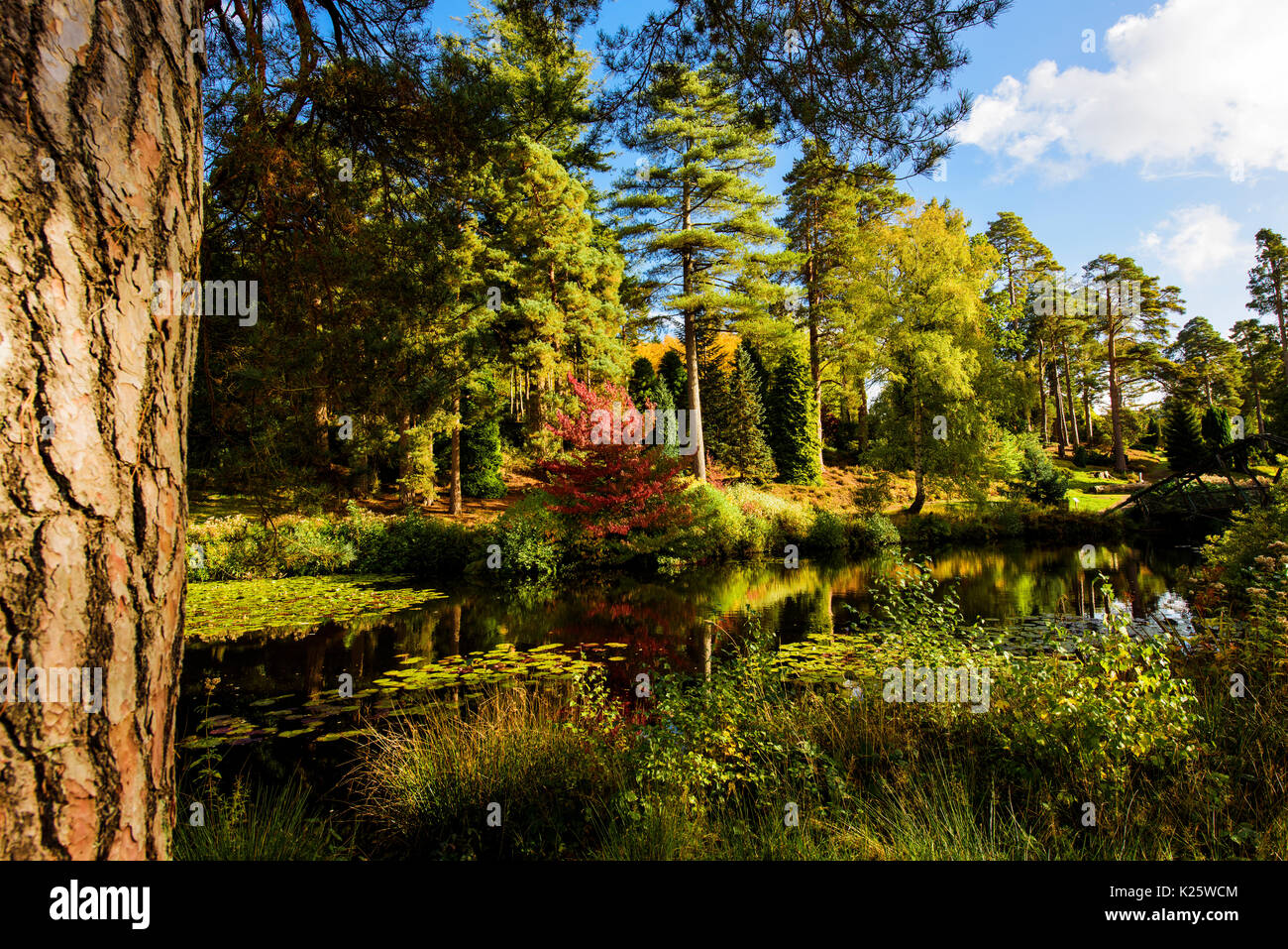 Wonderful autumn colours in a Bedgebury park near Tunbridge Wells in ...