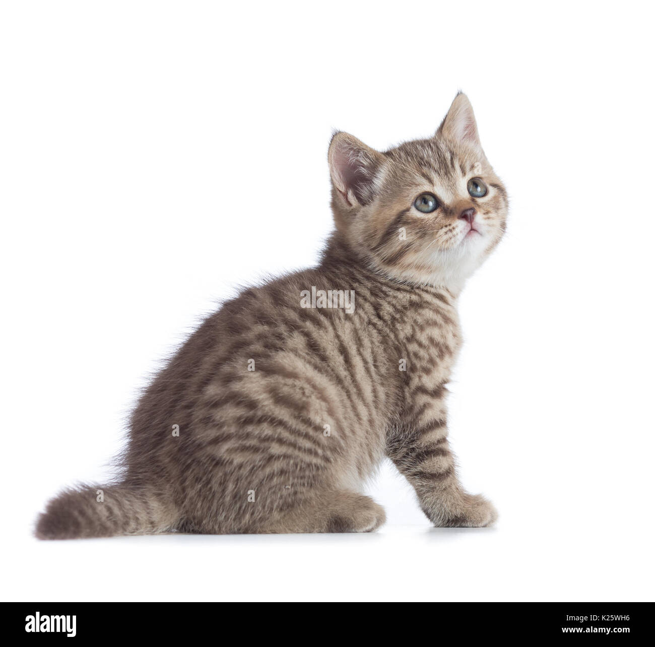 Sitting young cat full length isolated Stock Photo - Alamy