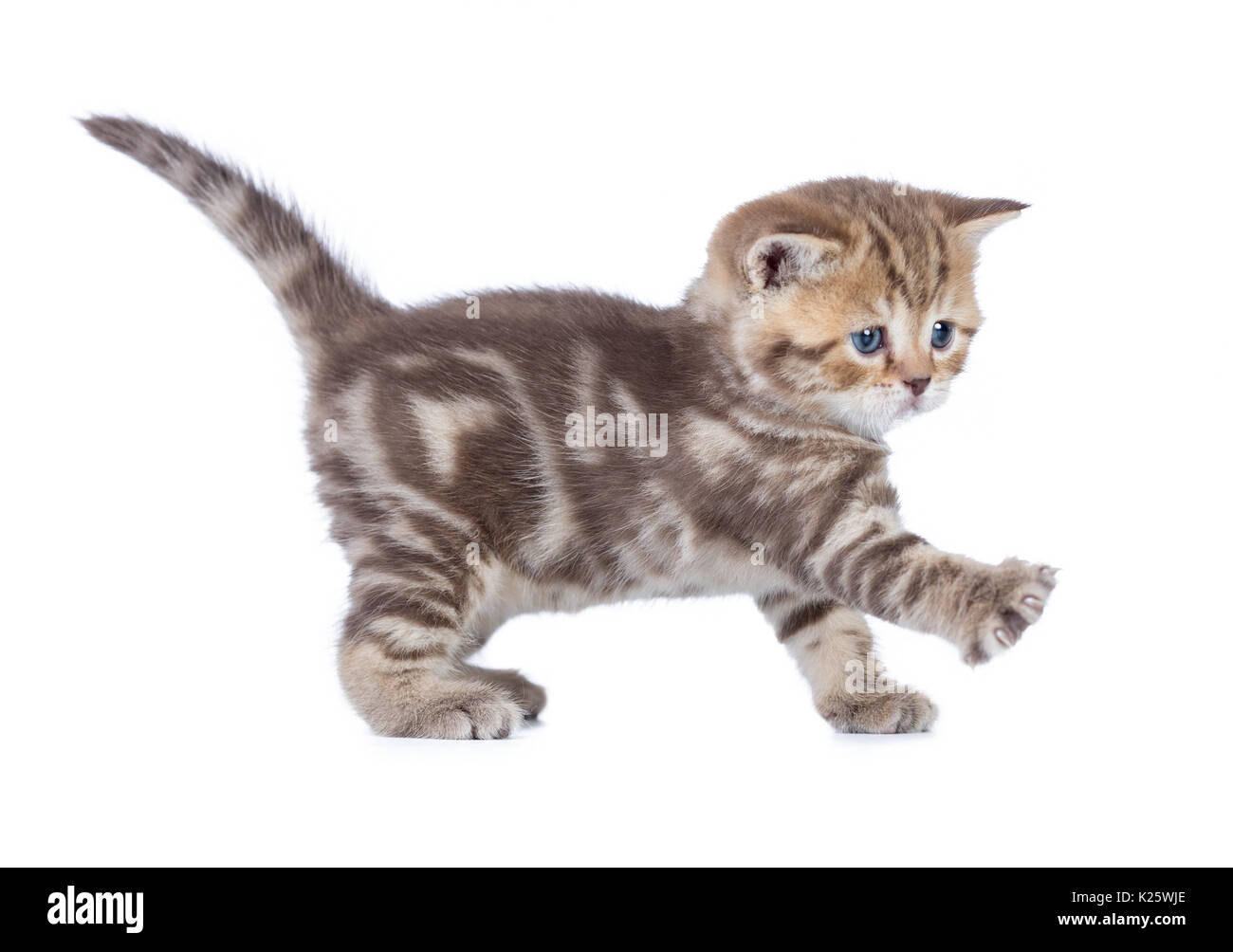 Baby cat walking side view isolated Stock Photo - Alamy