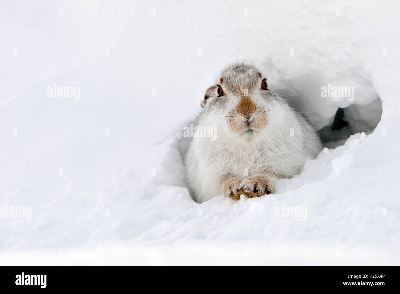 Arctic hare burrow hi-res stock photography and images - Alamy