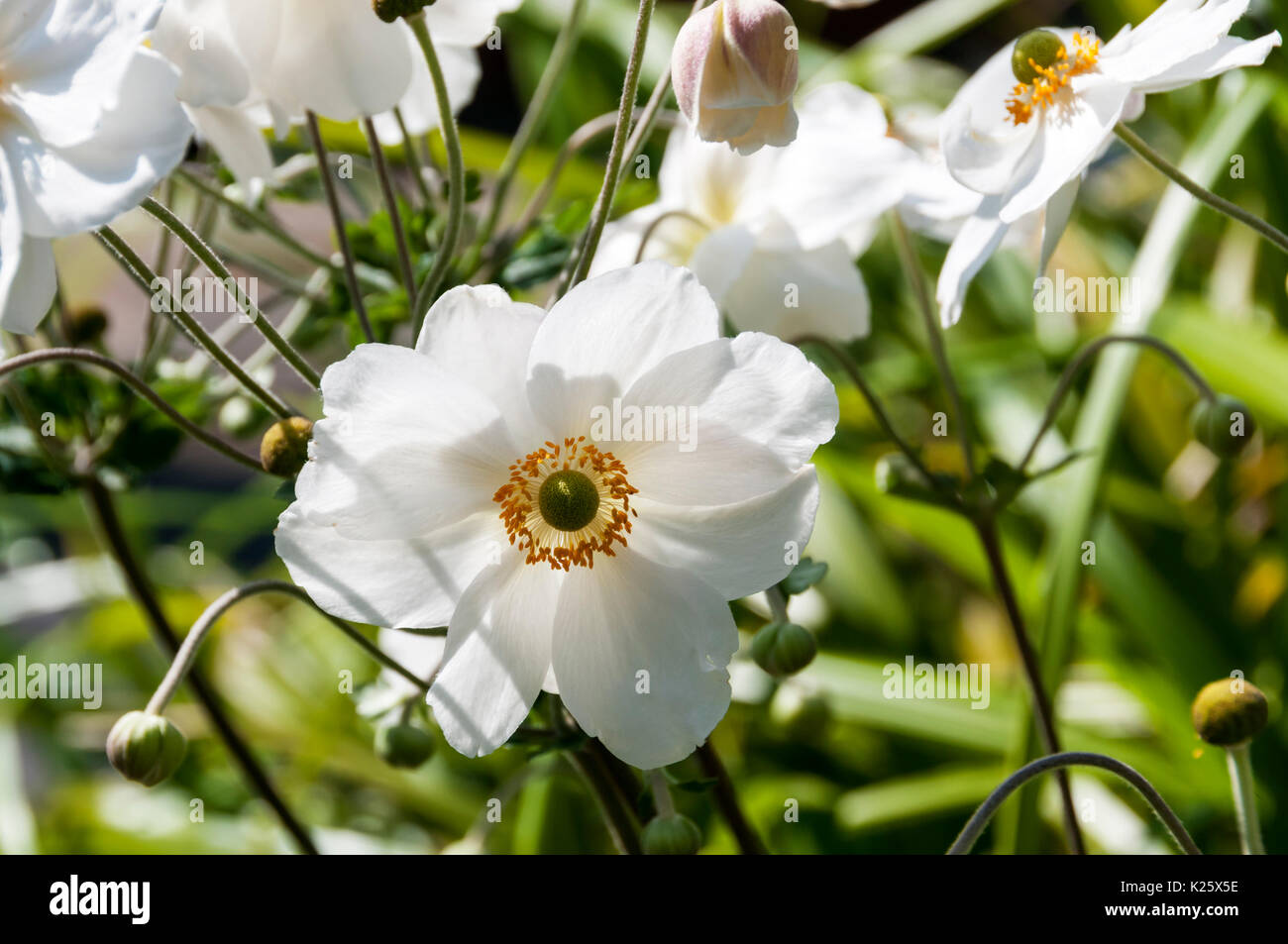 Japanese Thimbleweed High Resolution Stock Photography and Images - Alamy