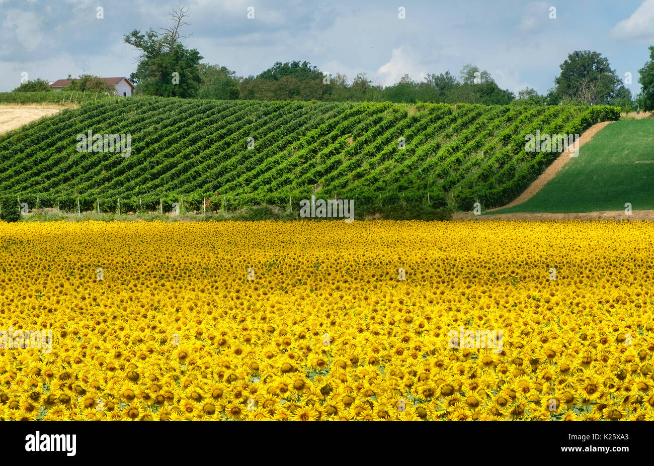 Viney tree hi-res stock photography and images - Alamy