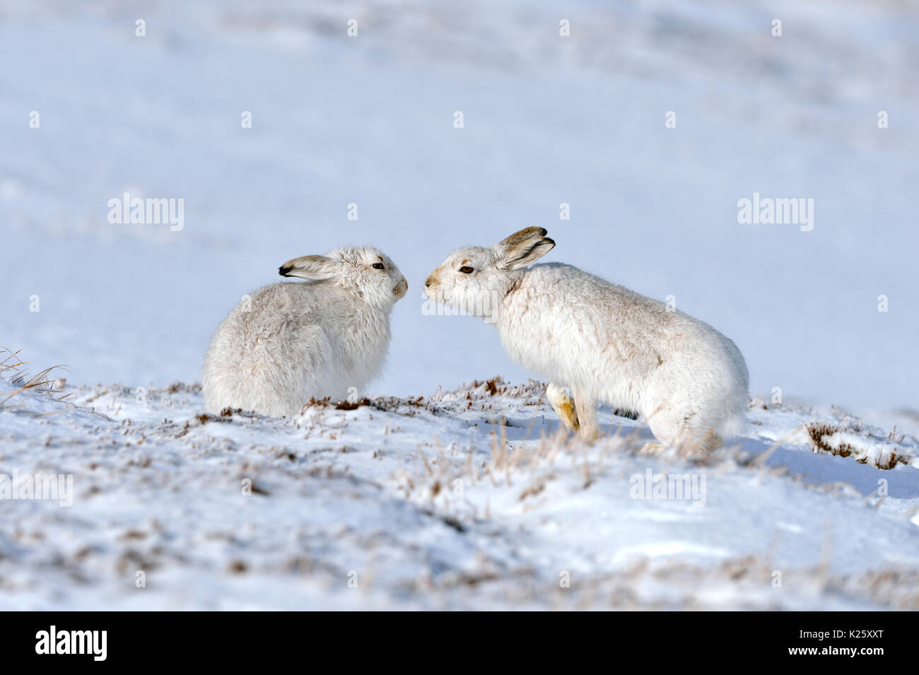 Boxing Hares High Resolution Stock Photography and Images - Alamy