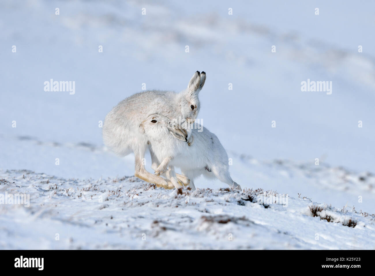 Mountain hares snow scotland hi-res stock photography and images - Alamy