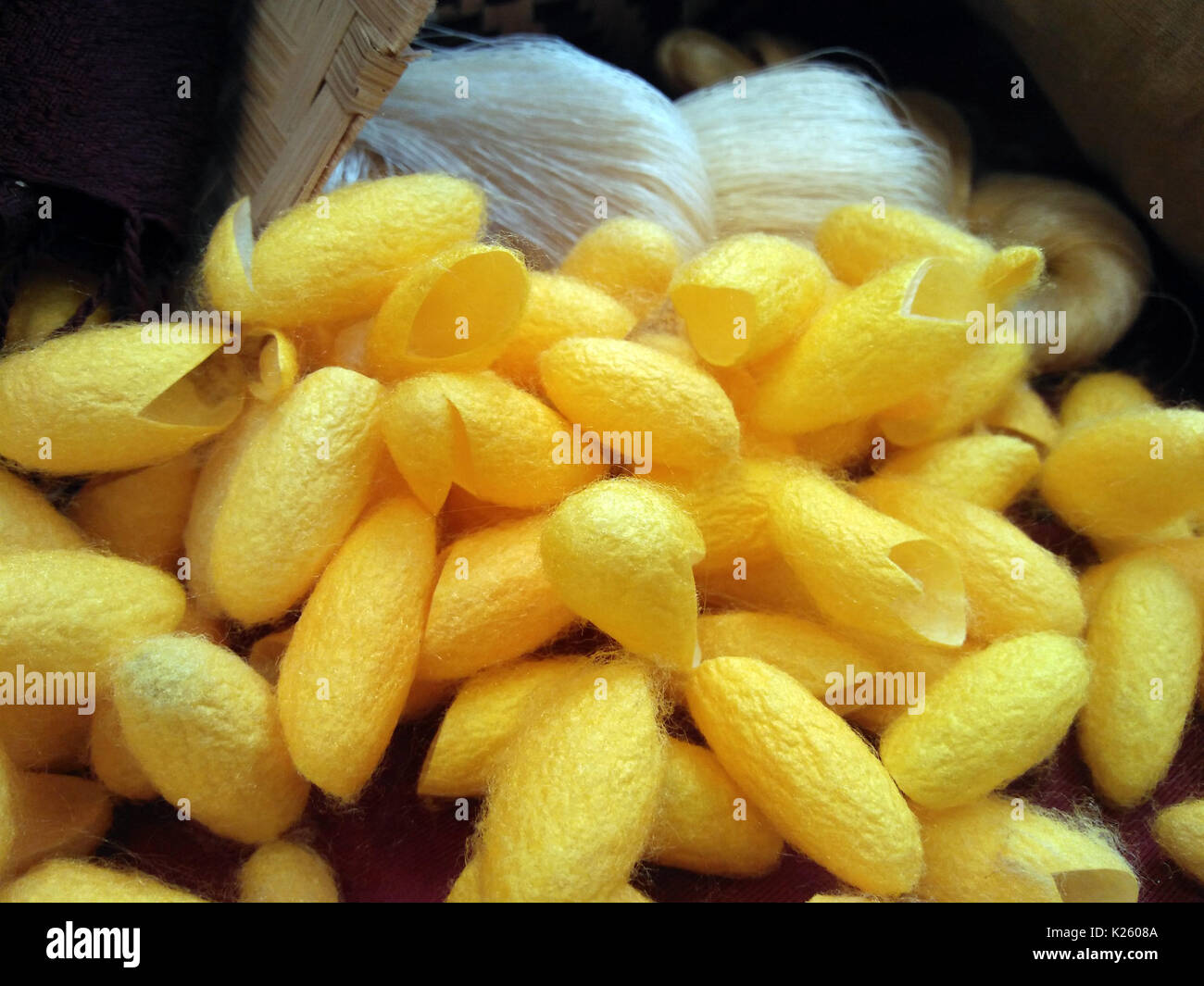 Cocoon of silkworm background and texture close up Stock Photo - Alamy
