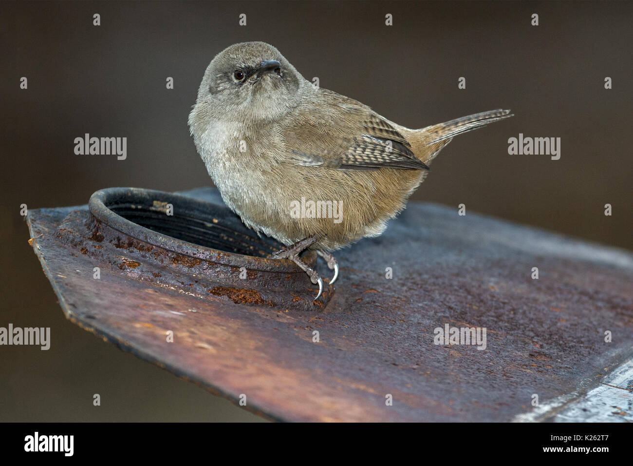 Cobb's or Southern House Wren Troglodyte aedon cobbi on oil drum ...