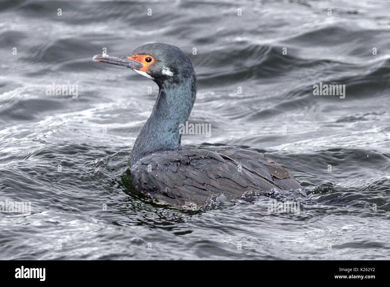 Rock Cormorant Phalacrocorax magellanicus Carcass Island Falklands ...