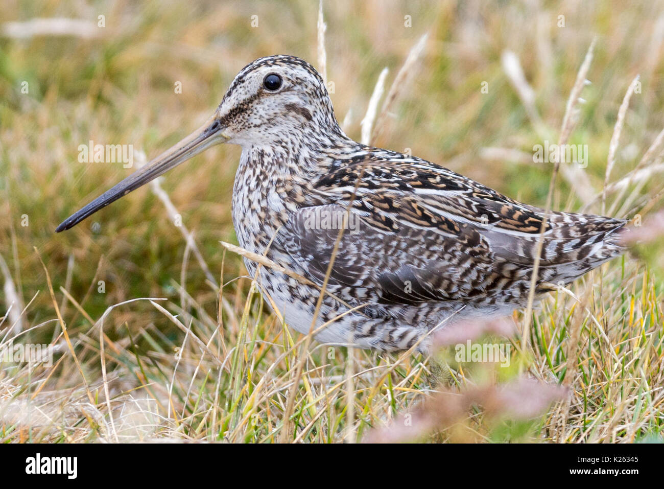 Magellan or paraguayan snipe gallinago paraguaiae Sealion Island ...
