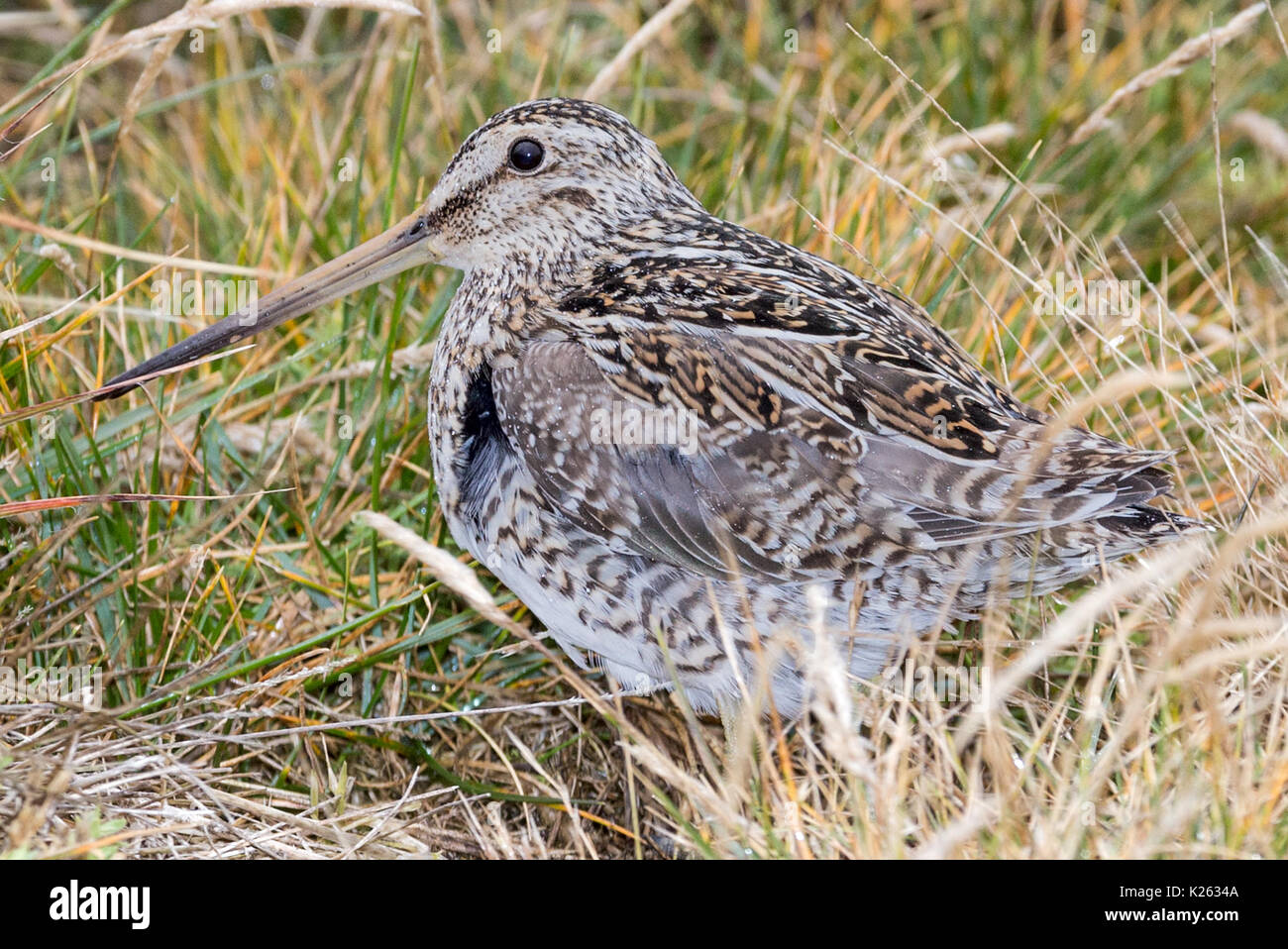 Paraguayan bird hi-res stock photography and images - Alamy