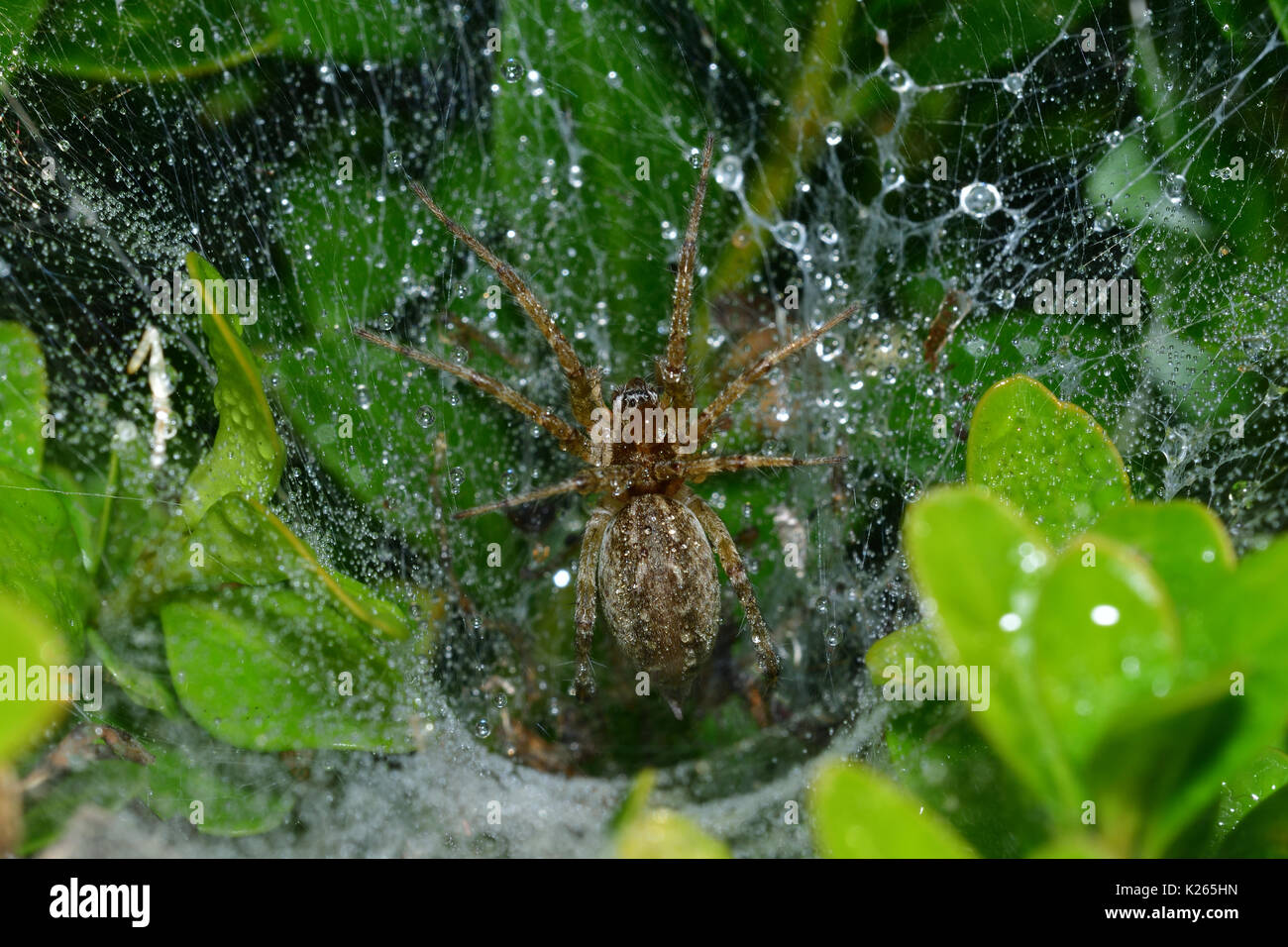 spider spinds his web in the tree Stock Photo - Alamy