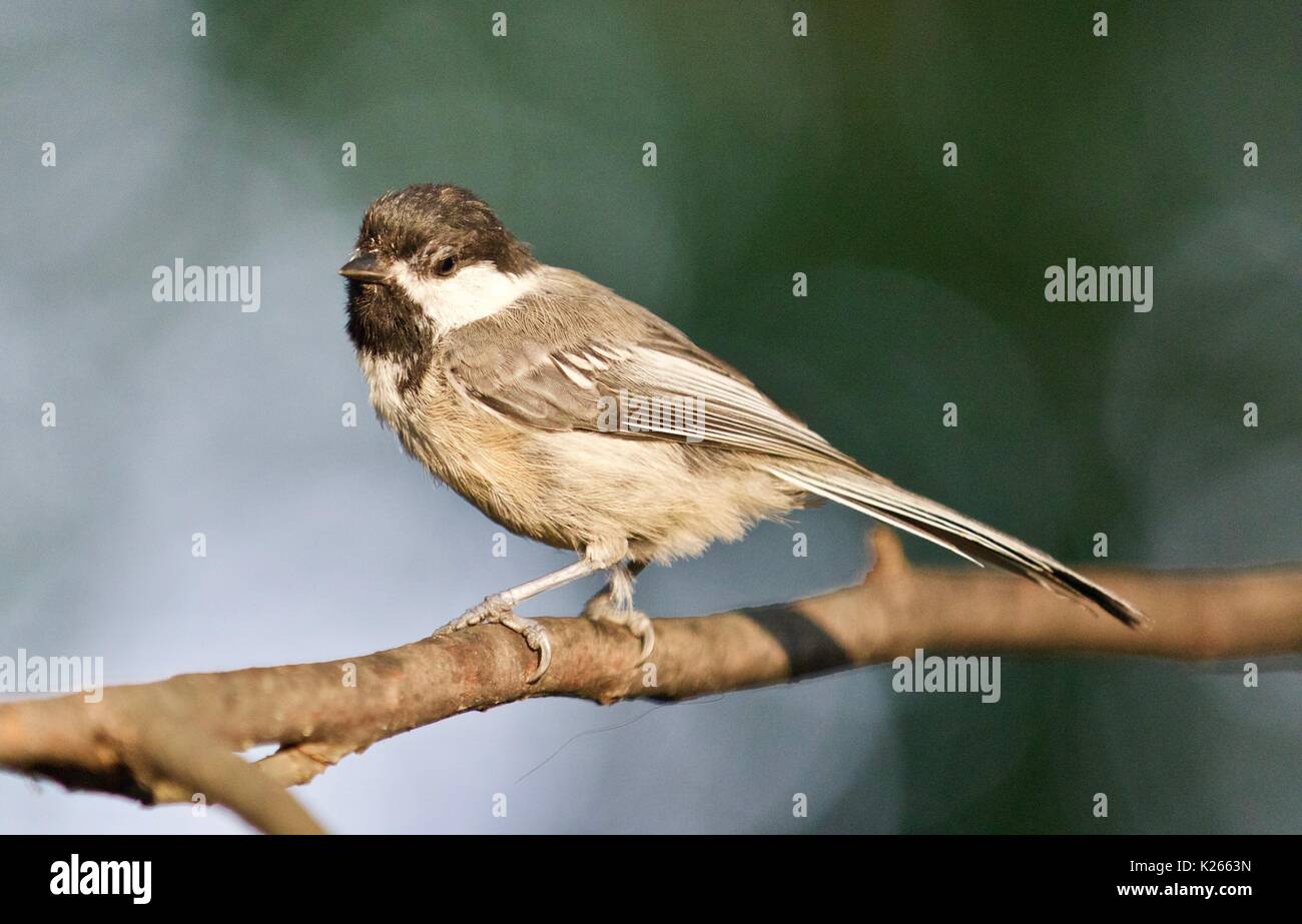 Picture with a cute chickadee bird sitting Stock Photo - Alamy