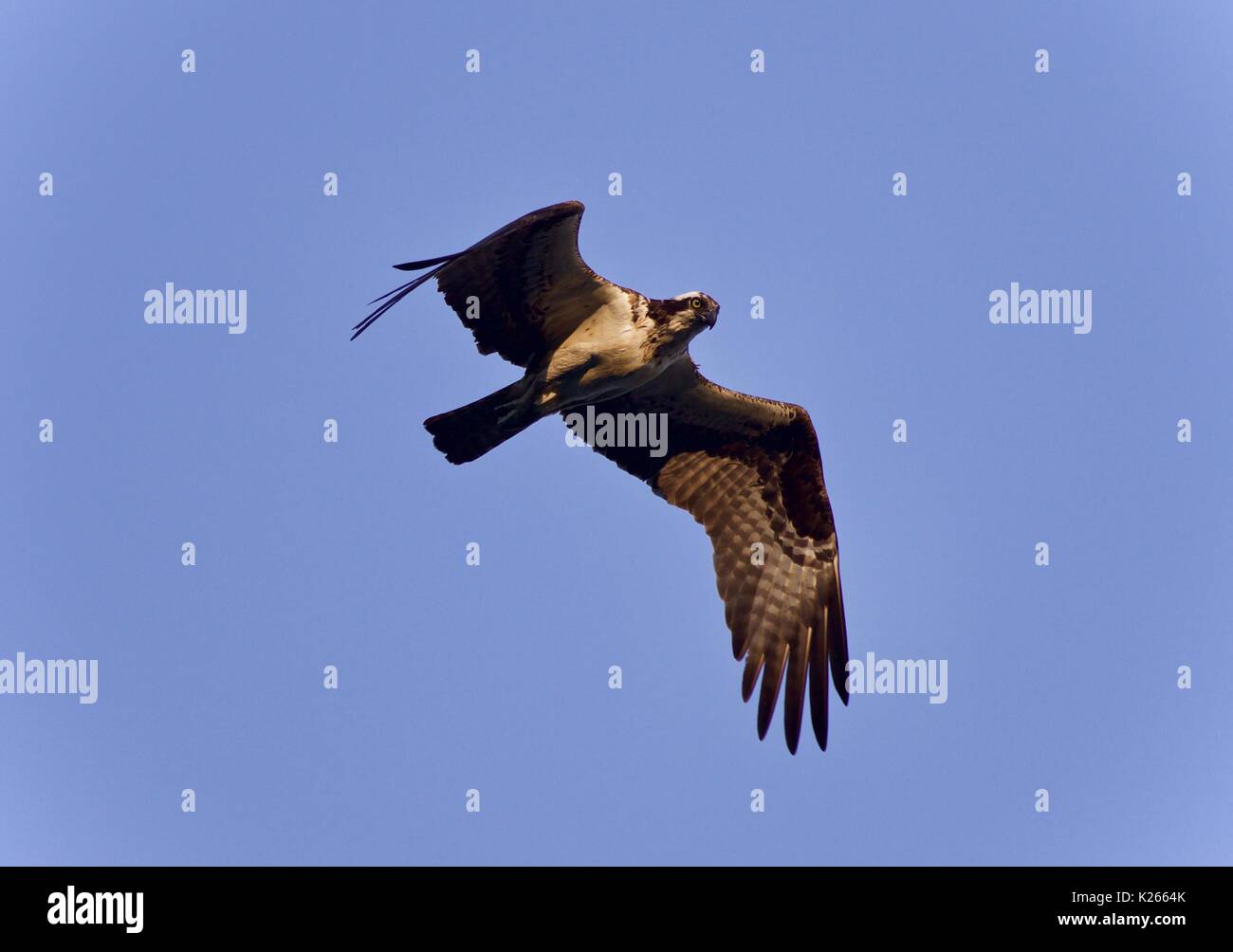 Beautiful hawk hi-res stock photography and images - Alamy