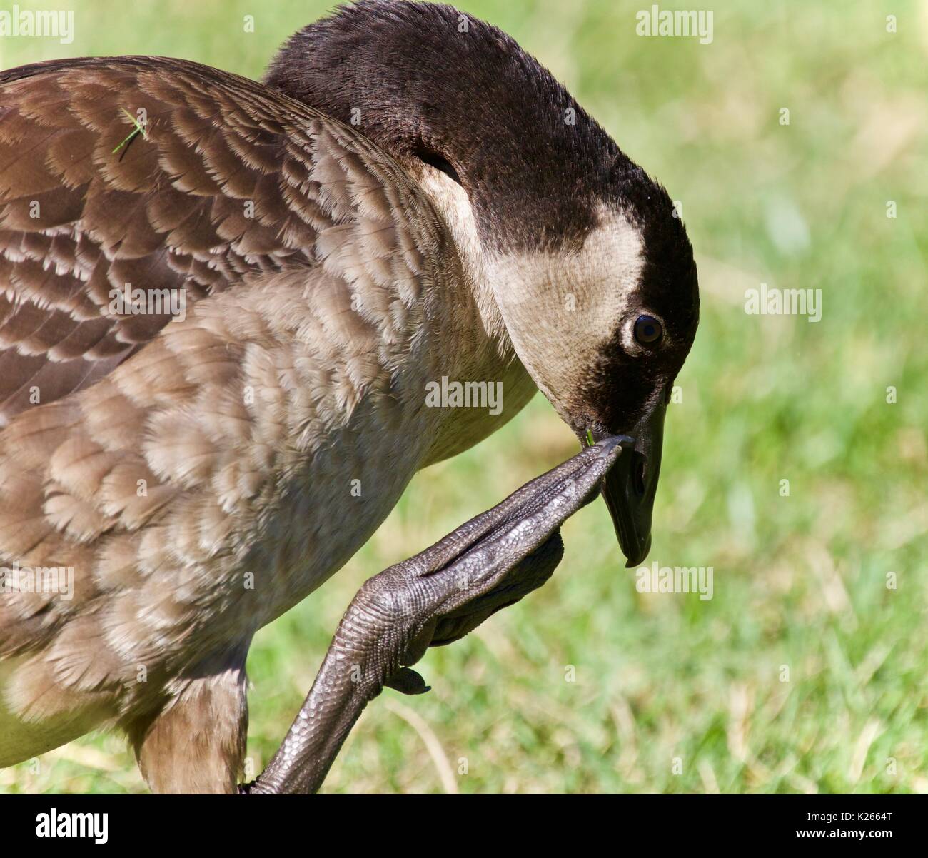 Goose cleaning feathers hi-res stock photography and images - Alamy