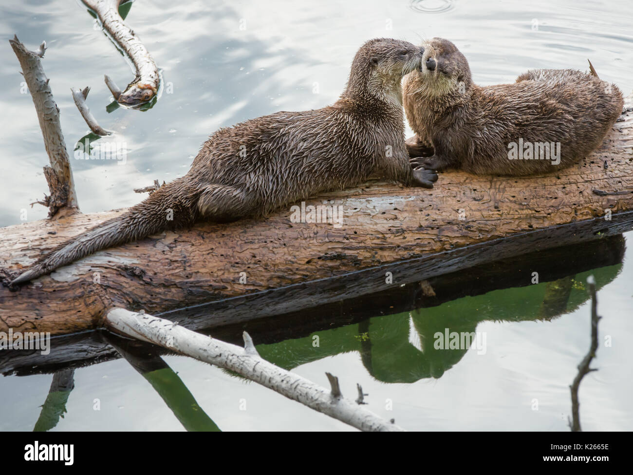 Otter kiss hi-res stock photography and images - Alamy