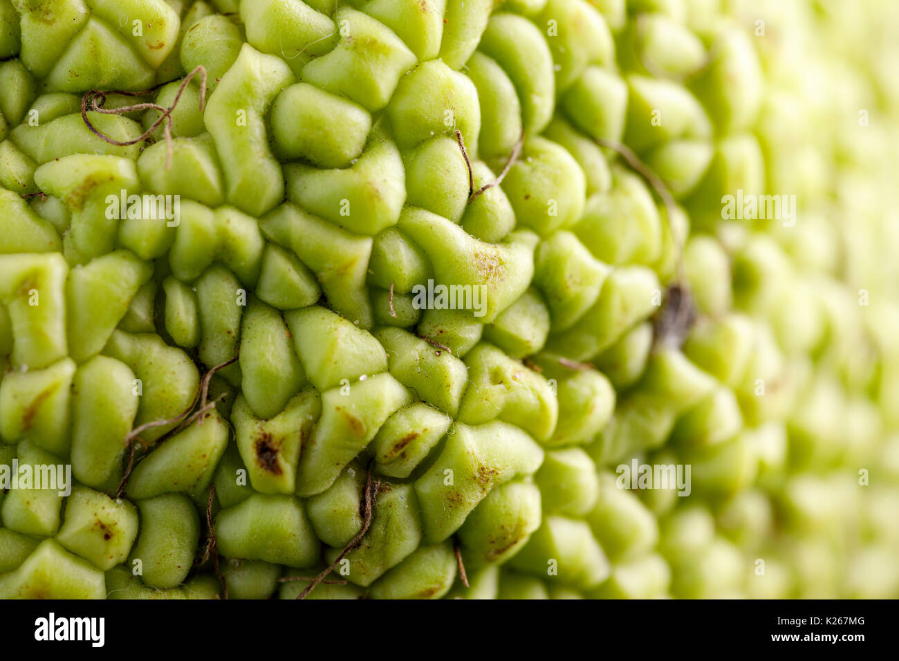 Adams Apple High Resolution Stock Photography and Images - Alamy