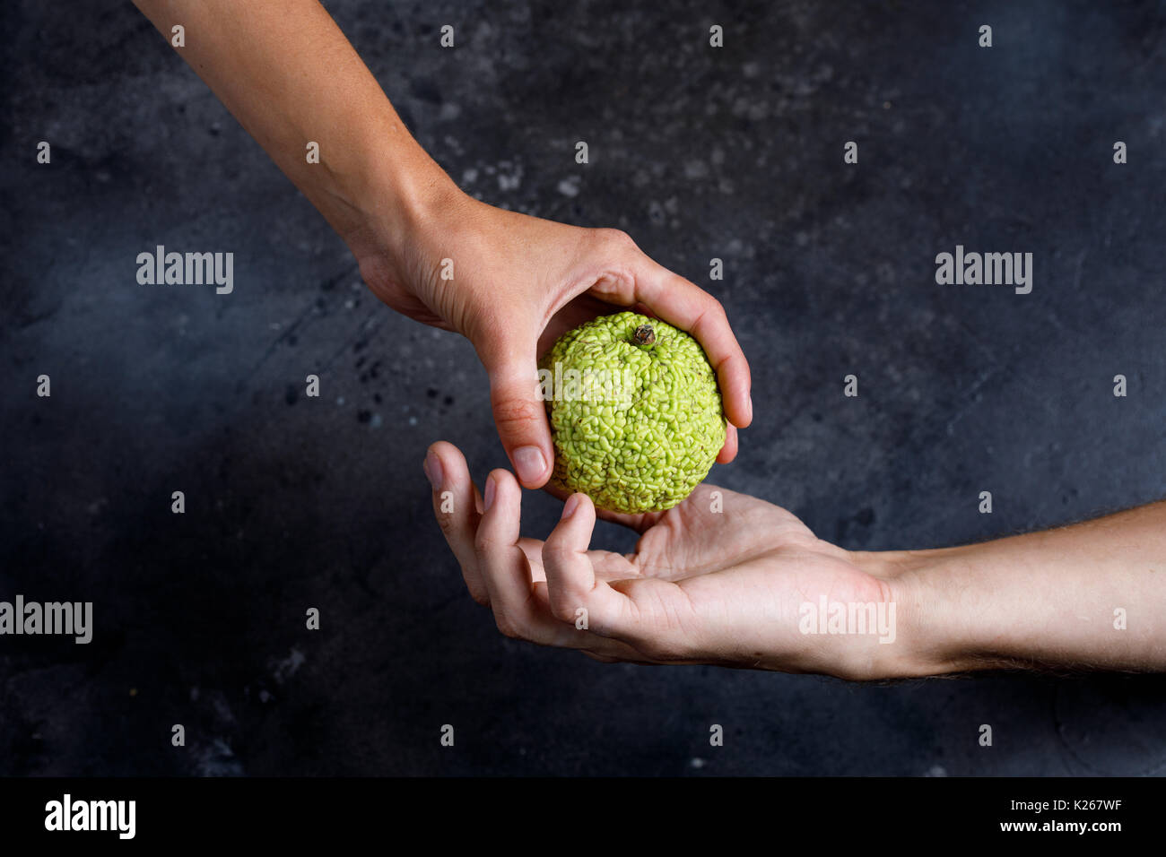Woman's hand gives the apple to the man's hand. Hands holding a Adam's ...