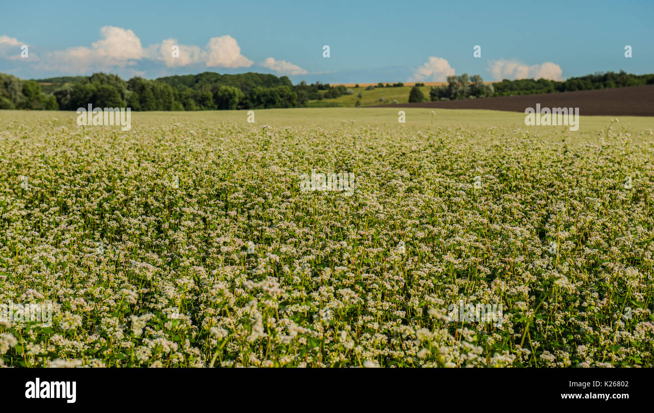 field is blooming buckwheat. Landscape. Panorama. Ukraine. Europe Stock ...