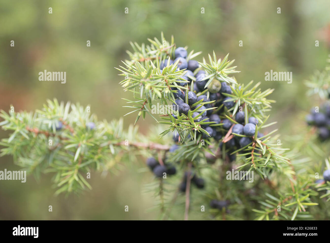Evergreen juniper branch with needles hi-res stock photography and ...