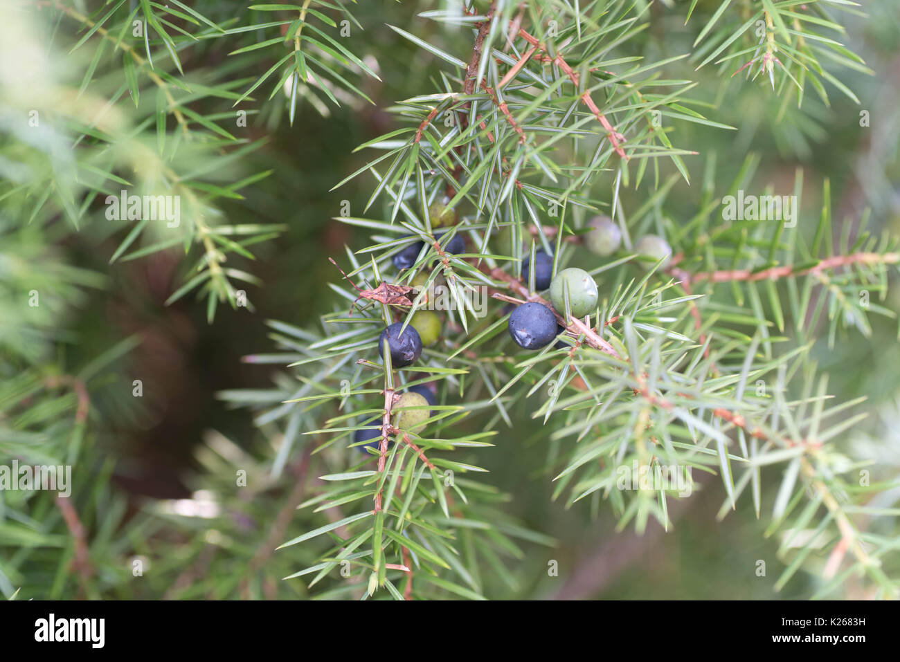 Branch with juniperus High Resolution Stock Photography and Images - Alamy