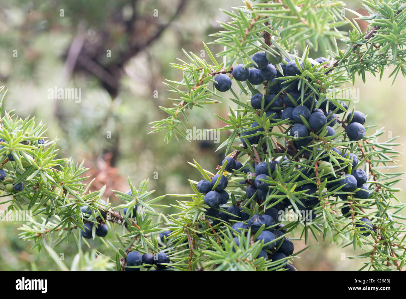 Branch with juniperus hi-res stock photography and images - Alamy