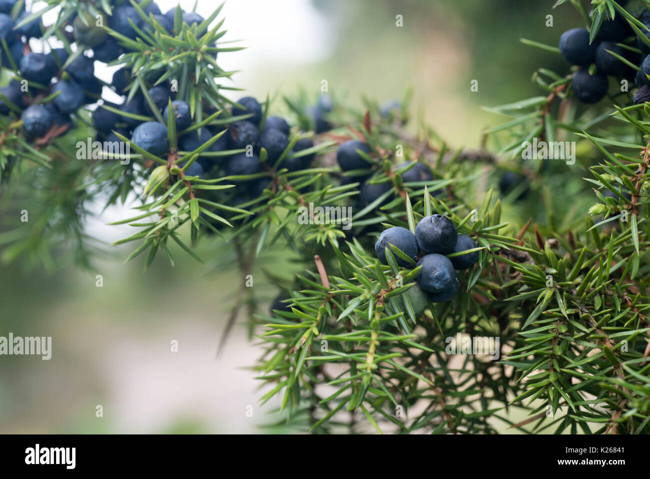 Evergreen juniper branch with needles hi-res stock photography and ...