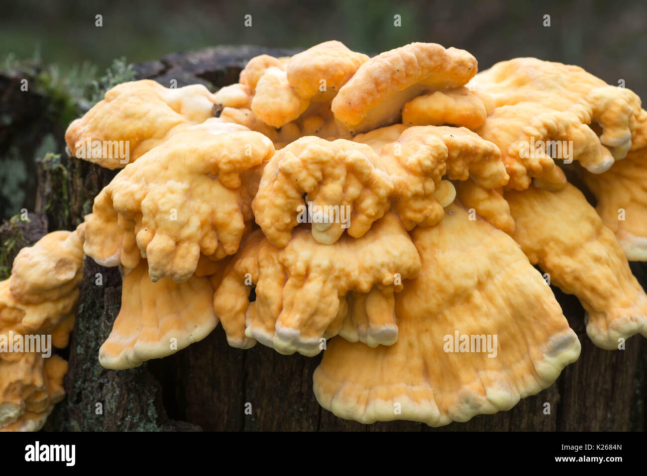 chicken-of-the-woods yellow fungus on tree trunk closeup Stock Photo ...
