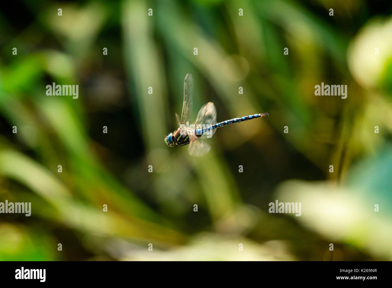 Blue Dasher Dragonfly Stock Photo - Alamy