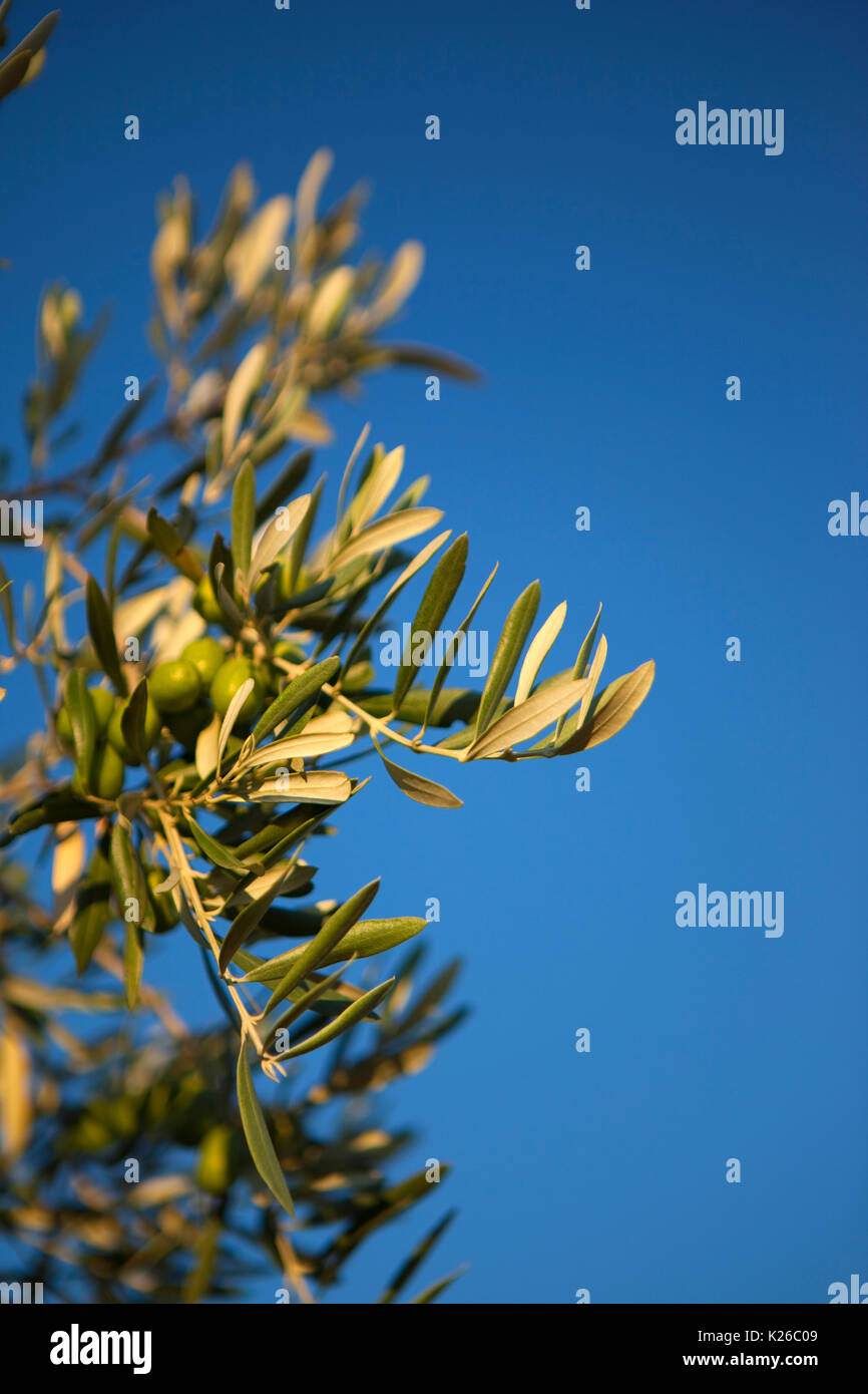 Provence olive tree on blue sky background Stock Photo - Alamy