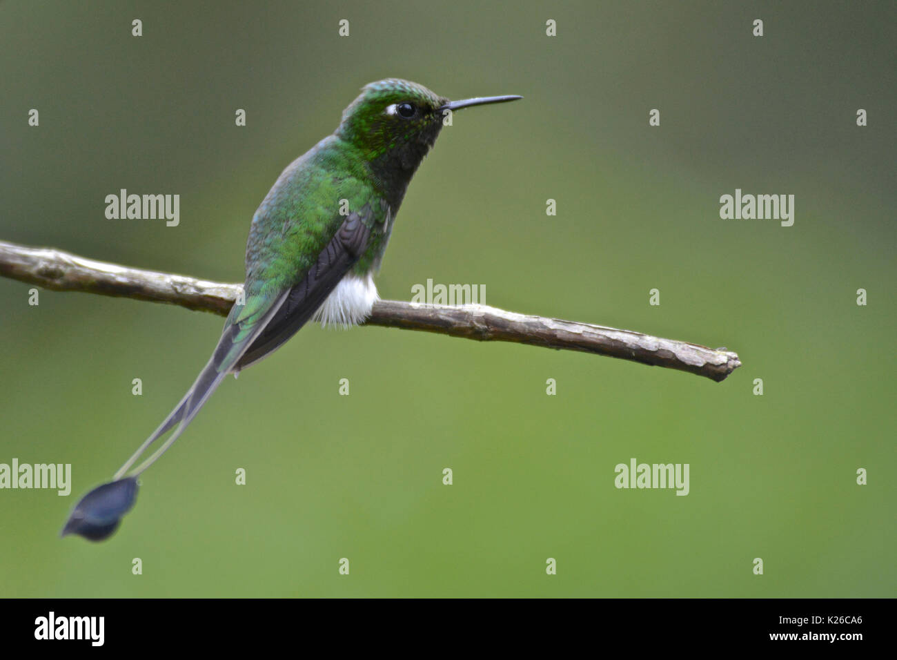 Booted racket-tail ( Orcheatus underwoodii ) , Western Andes Stock ...